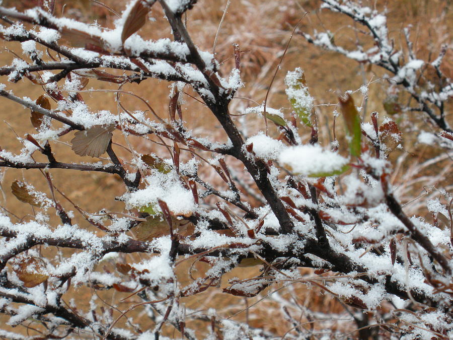 Snowy Branch Photograph by Isabella McClellan - Fine Art America