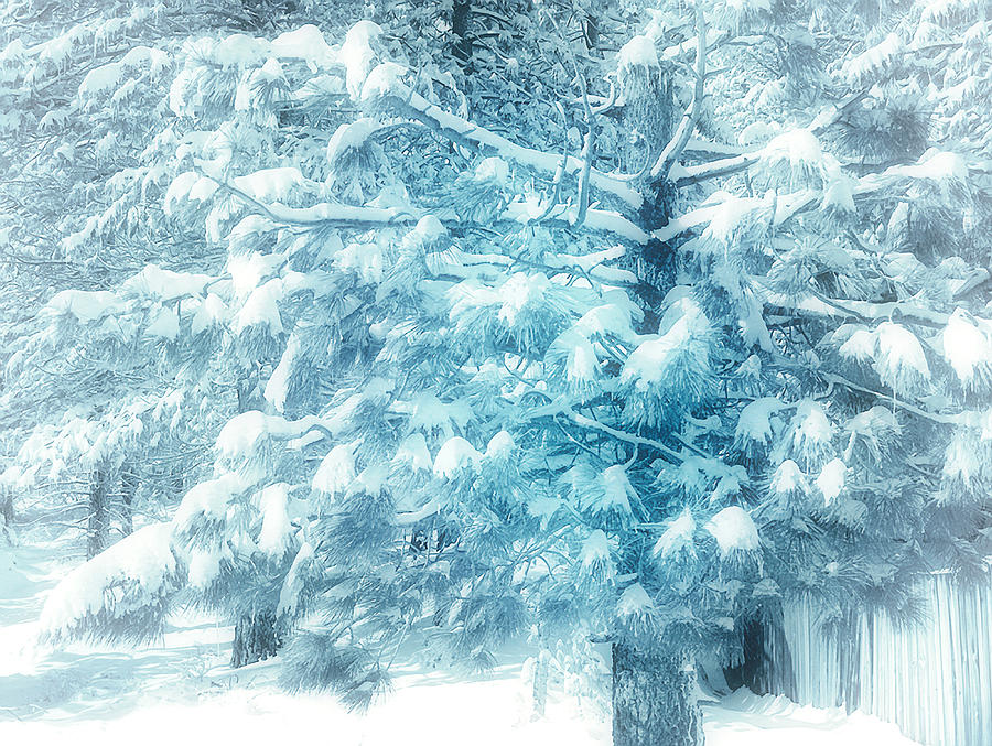 Snowy Winter Tree in Blue Photograph by Lynn Langmade - Fine Art America
