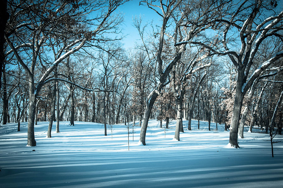 Snowy Woods Photograph by Deana Wagner - Fine Art America