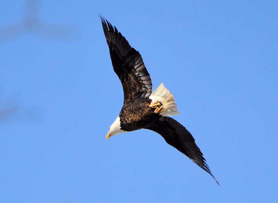 Soaring Eagle Photograph by Bonfire Photography - Fine Art America
