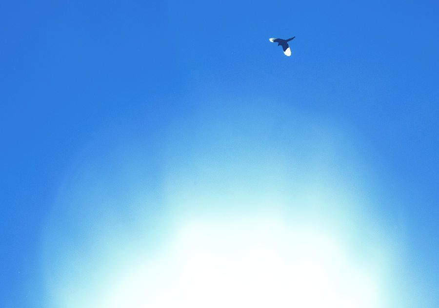 Soaring High Photograph by Jack Elder - Fine Art America