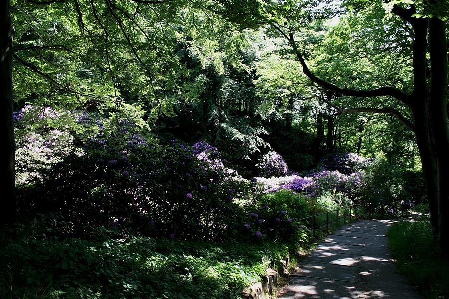 Sofiero forest Photograph by Susanne Baumann - Pixels
