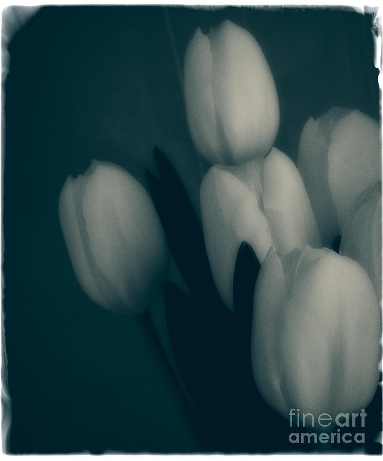 Soft Blue Tulips Photograph By Edward Fielding Fine Art America