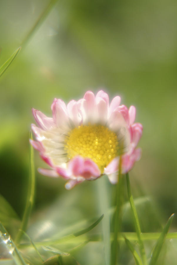 Soft daisy Photograph by Ulrich Kunst And Bettina Scheidulin - Fine Art ...
