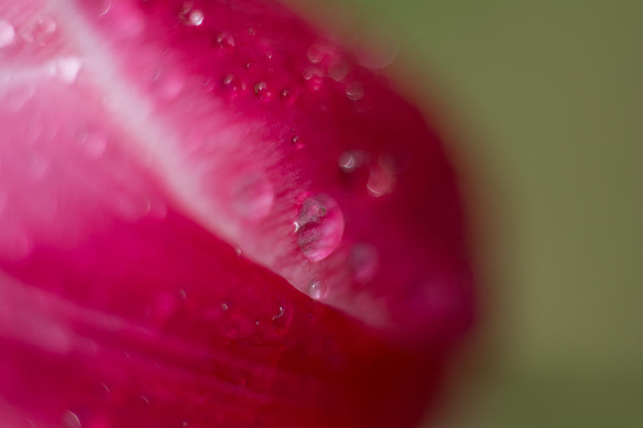 Soft Edge Photograph by Robin Watson - Pixels