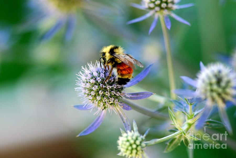 Soft Photograph by Greg Balla - Fine Art America