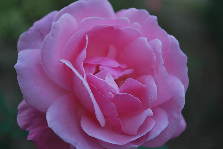 Soft Pink Rose Photograph by Rebecca Hepner - Fine Art America