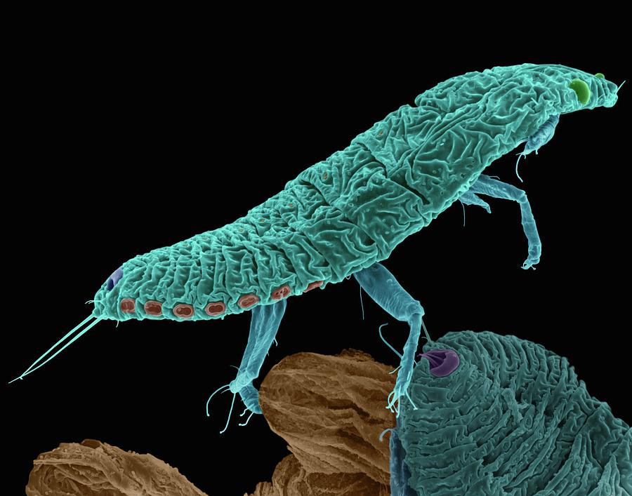 Soft Scale Insect Photograph by Dennis Kunkel Microscopy/science Photo ...