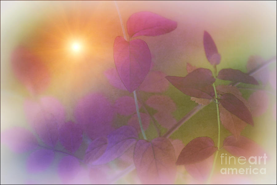 Soft Sensations Photograph by Tom York Images - Fine Art America