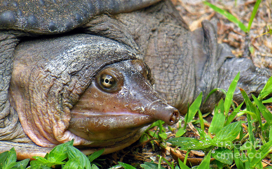 Softshell Turtle Photograph by Jeremy Cohen - Fine Art America