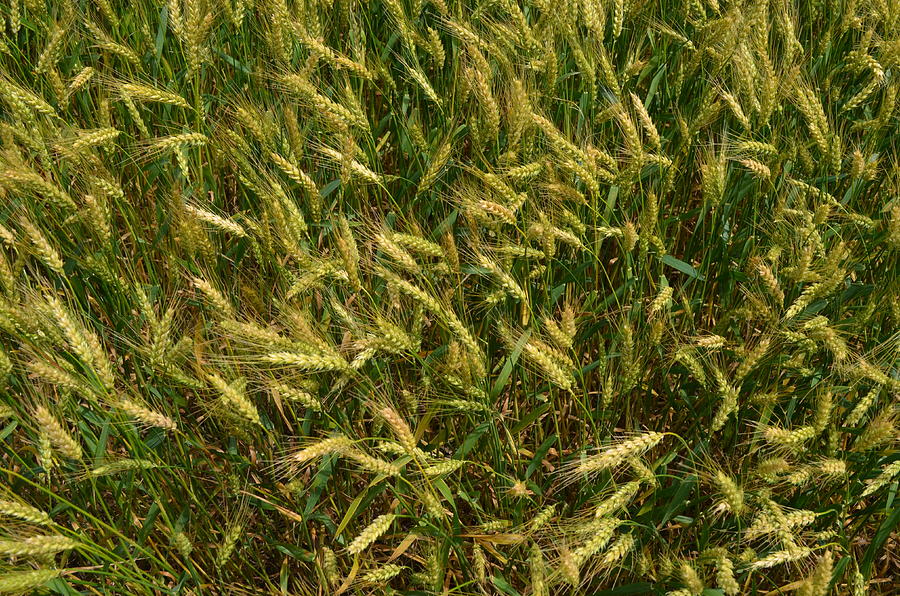 Solid Wheat Photograph by KC Taffinder - Fine Art America