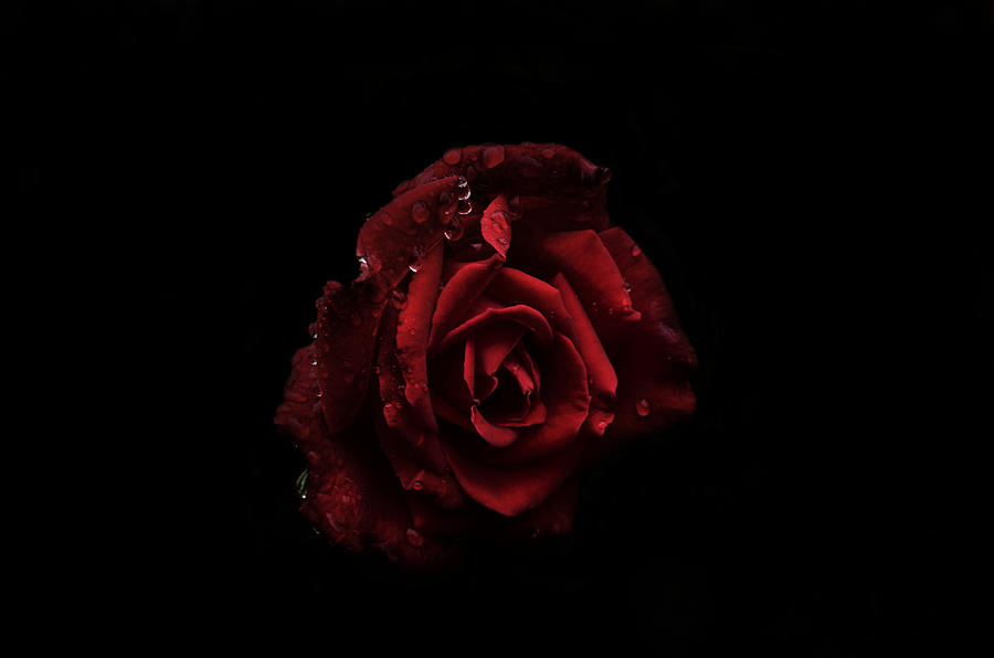 Solo Rose Photograph by Jesse Wright - Fine Art America