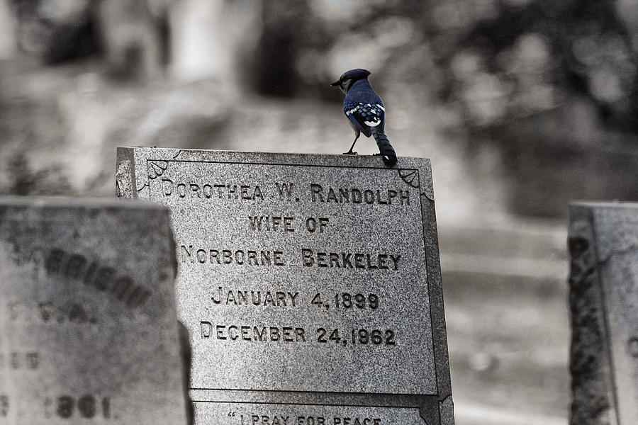 Somber Jay Photograph by Eric Atkinson - Fine Art America