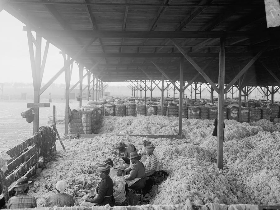 Sorting Cotton, C1905 Photograph by Granger - Fine Art America