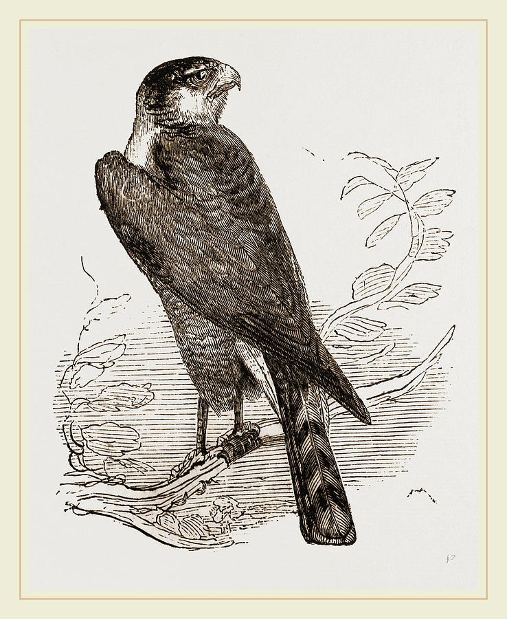 Sparrow-hawk Drawing by Litz Collection - Fine Art America