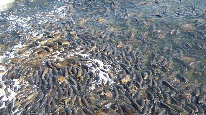 Spawning Carp Photograph by Kelly Ewing | Fine Art America