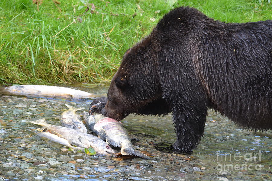 Spawning Cycle Photograph by Deanna Cagle - Fine Art America