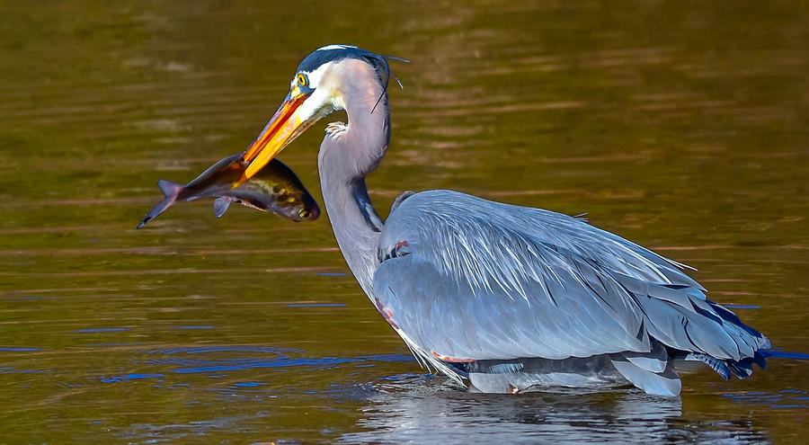 Speared Photograph by Brian Stevens - Fine Art America