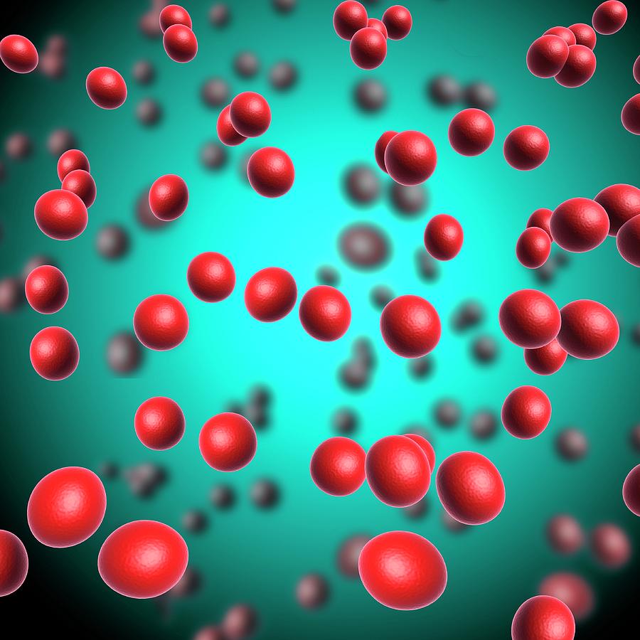 Spherical Bacteria Photograph by Pixologicstudio/science Photo Library ...