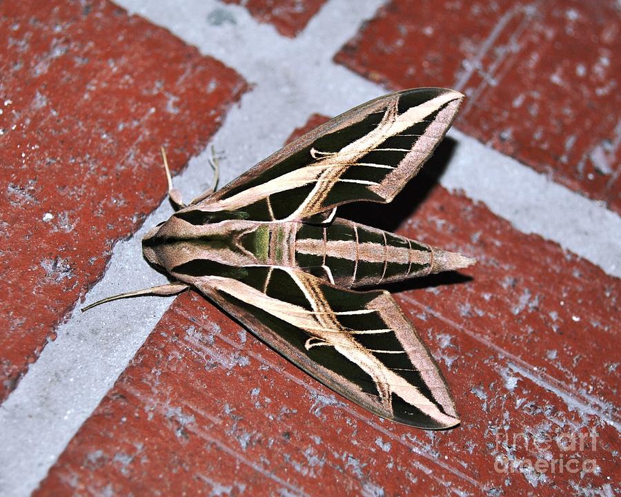 Sphinx Moth Photograph by Daniel Diaz - Fine Art America