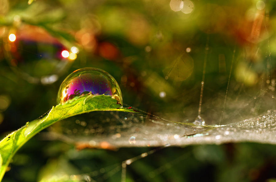 Spider Bubble Photograph by Kent Mathiesen - Pixels