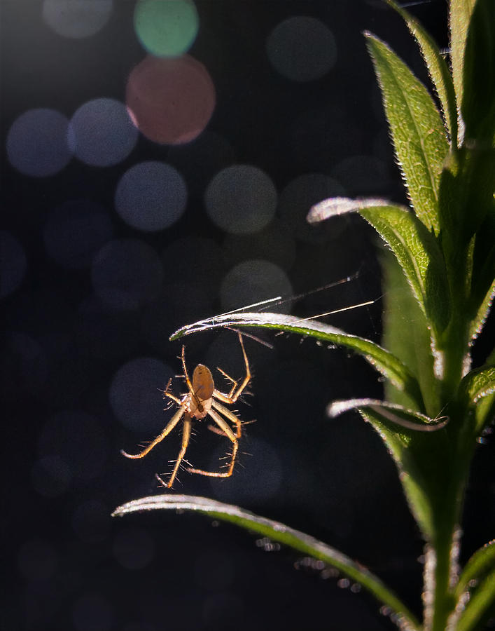 Spider Light Photograph by David Lamb - Pixels
