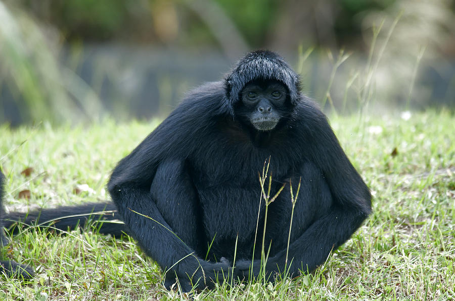 Spider Monkey Photograph by Mark Newman | Fine Art America