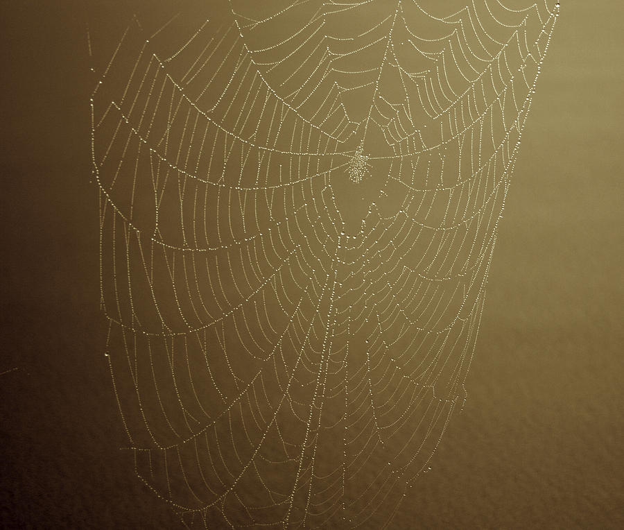 Spider. Net Photograph by Nikitta Noa - Pixels