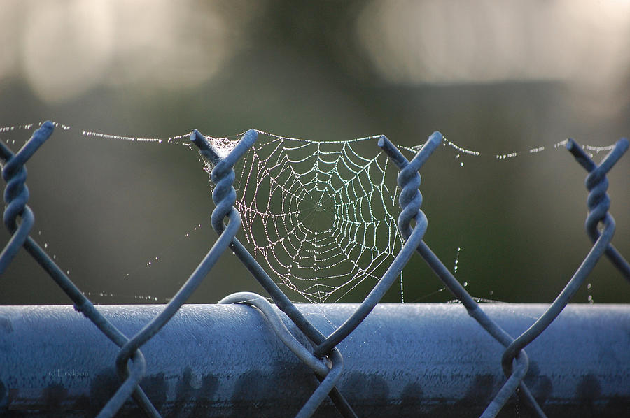 Spider Work Photograph by Roy Erickson - Fine Art America