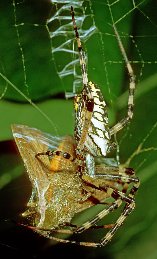 Spider Wrapping Moth by Millard H. Sharp