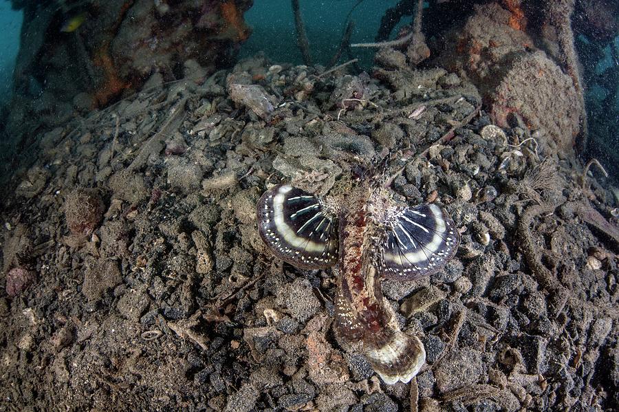 Spiny Devilfish by Science Photo Library