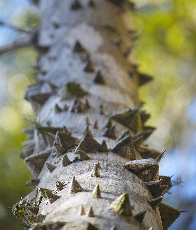 Spiny tree Photograph by Ben Rouse - Fine Art America