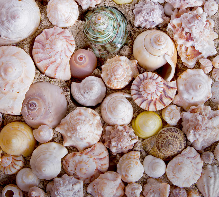 Spiral shells for background Photograph by Jennifer Huls - Pixels