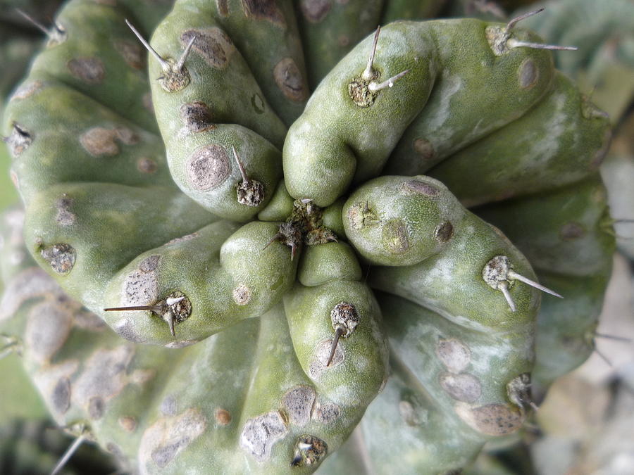 Spiralling Cacti Photograph by Evan Hendrickson - Fine Art America