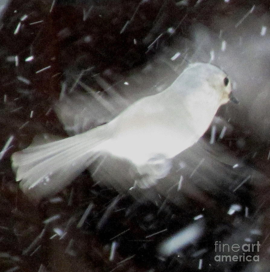 Spirit Bird Photograph by Joshua Bales - Pixels