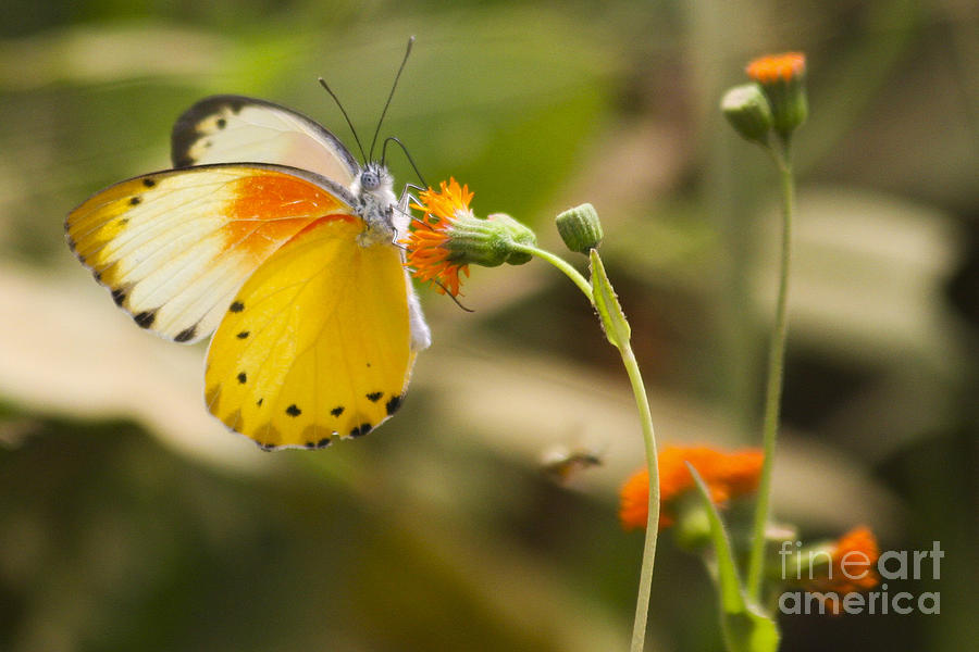 Splash Of Orange Photograph By Christina Gupfinger Fine Art America