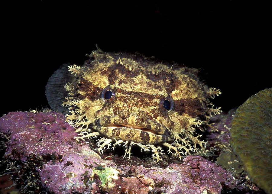 Splendid Toad Fish Photograph by Dick Hull | Fine Art America