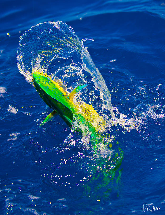 Splish Splash Photograph by David Cartee - Fine Art America