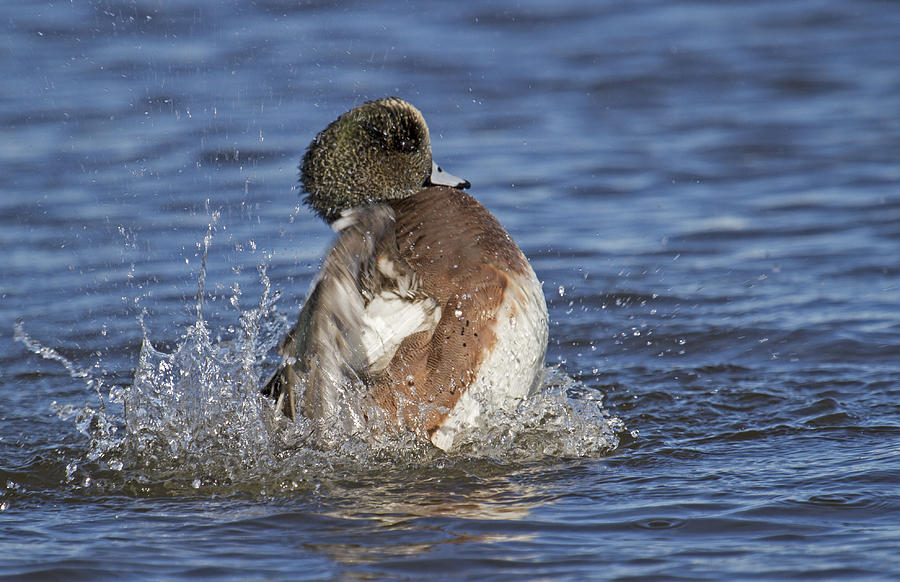 Splish Splash Photograph by DK Hawk - Fine Art America