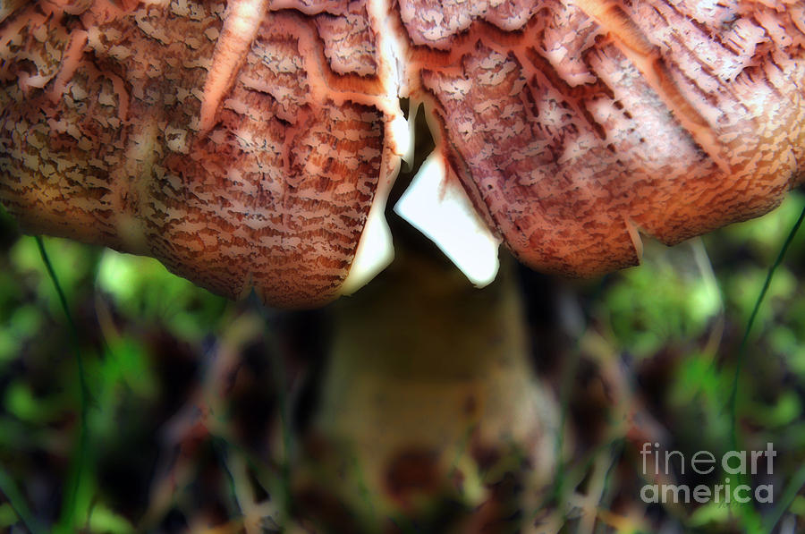 Split Crown Photograph by Deena Athans - Fine Art America