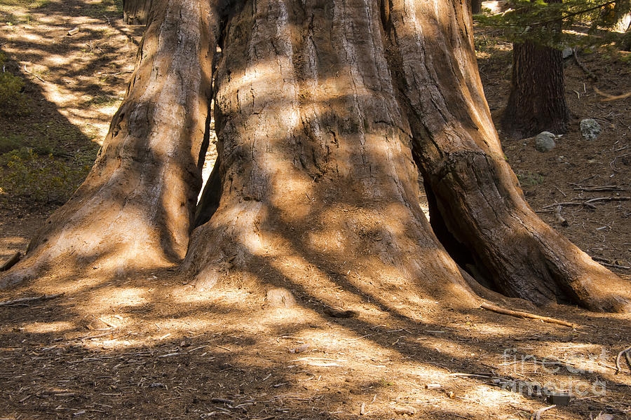 Split Trunk Photograph by Bob Phillips - Fine Art America