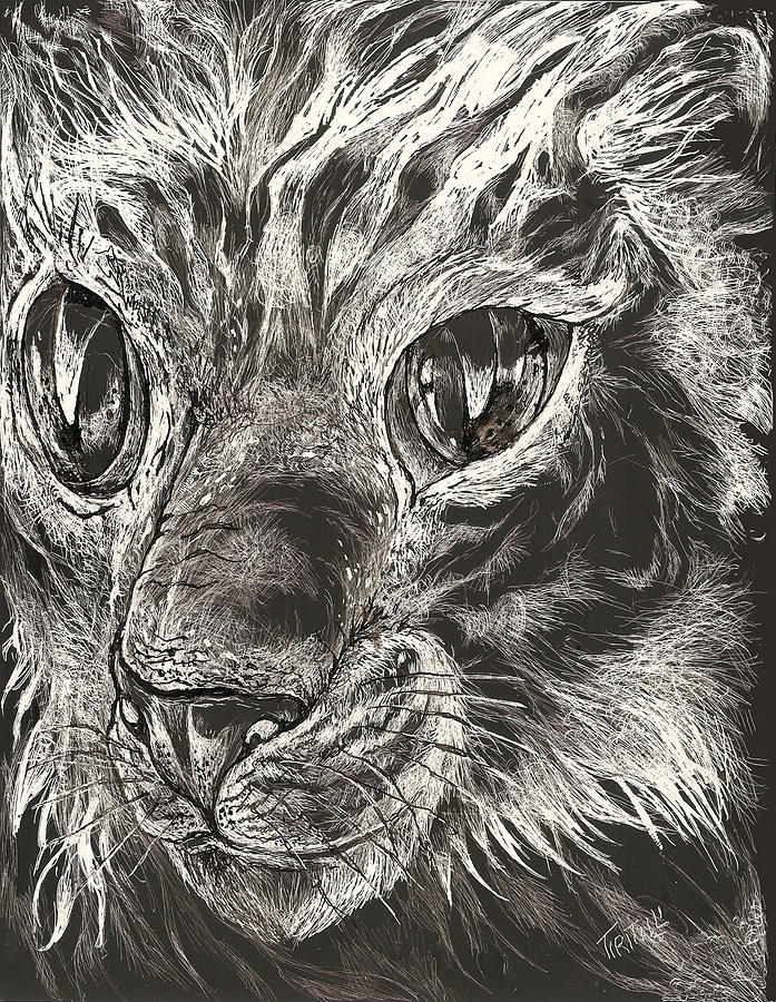 Spoiled One Drawing by Robert Tiritilli