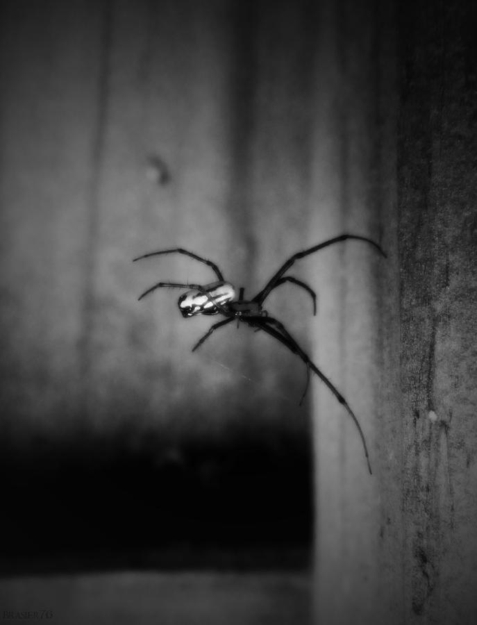 Spooky Spider Photograph by Ryan Brasier | Fine Art America