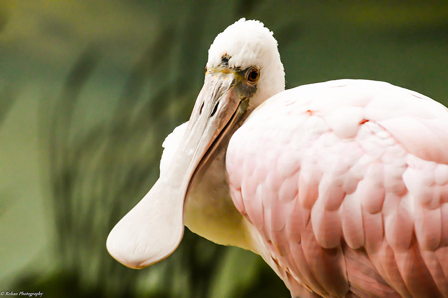 Spoonbill Photograph by Rohan B - Fine Art America