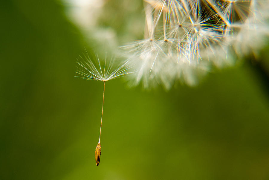 Spore Photograph by Keith Cullis - Fine Art America