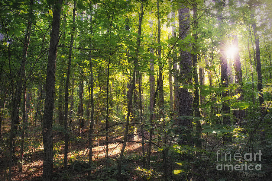 Spotlit Forest Photograph by Deb Mitchell - Fine Art America