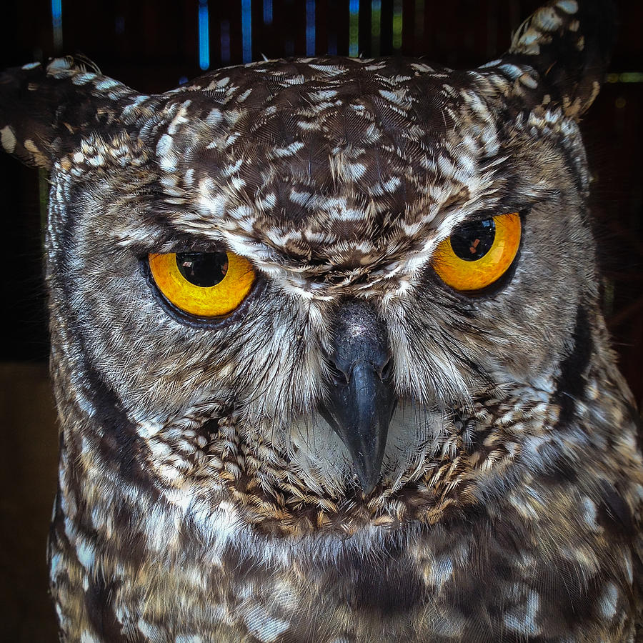 Spotted Eagle Owl Photograph by Andreas Weidemann - Fine Art America