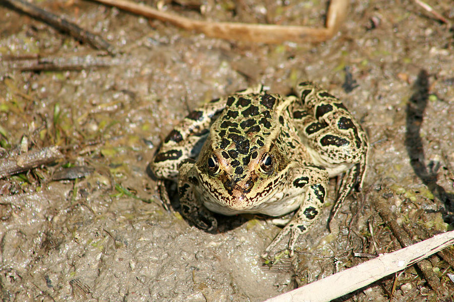 Spotted Frog Photograph by Robert Hamm - Fine Art America