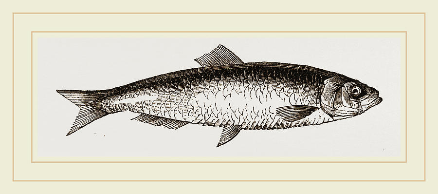 Sprat Drawing by Litz Collection - Fine Art America
