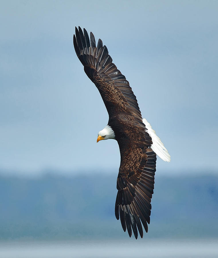 Spread Photograph by Ray Morris - Fine Art America